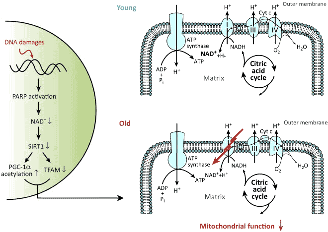 NAD+ – Nicotinamide adenosine dinucleotide